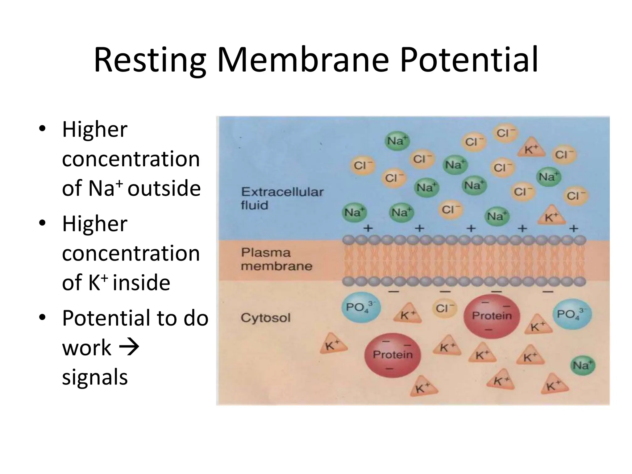 1 and 2 Neurophysiology-student (2).pptx