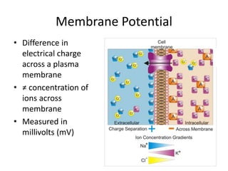 1 and 2 Neurophysiology-student (2).pptx | Chemistry | Science