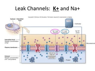 1 and 2 Neurophysiology-student (2).pptx | Chemistry | Science
