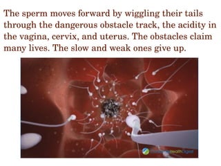 1 & 2 Weeks Pregnant: What to Expect | Pregnancy Week By Week | PPT