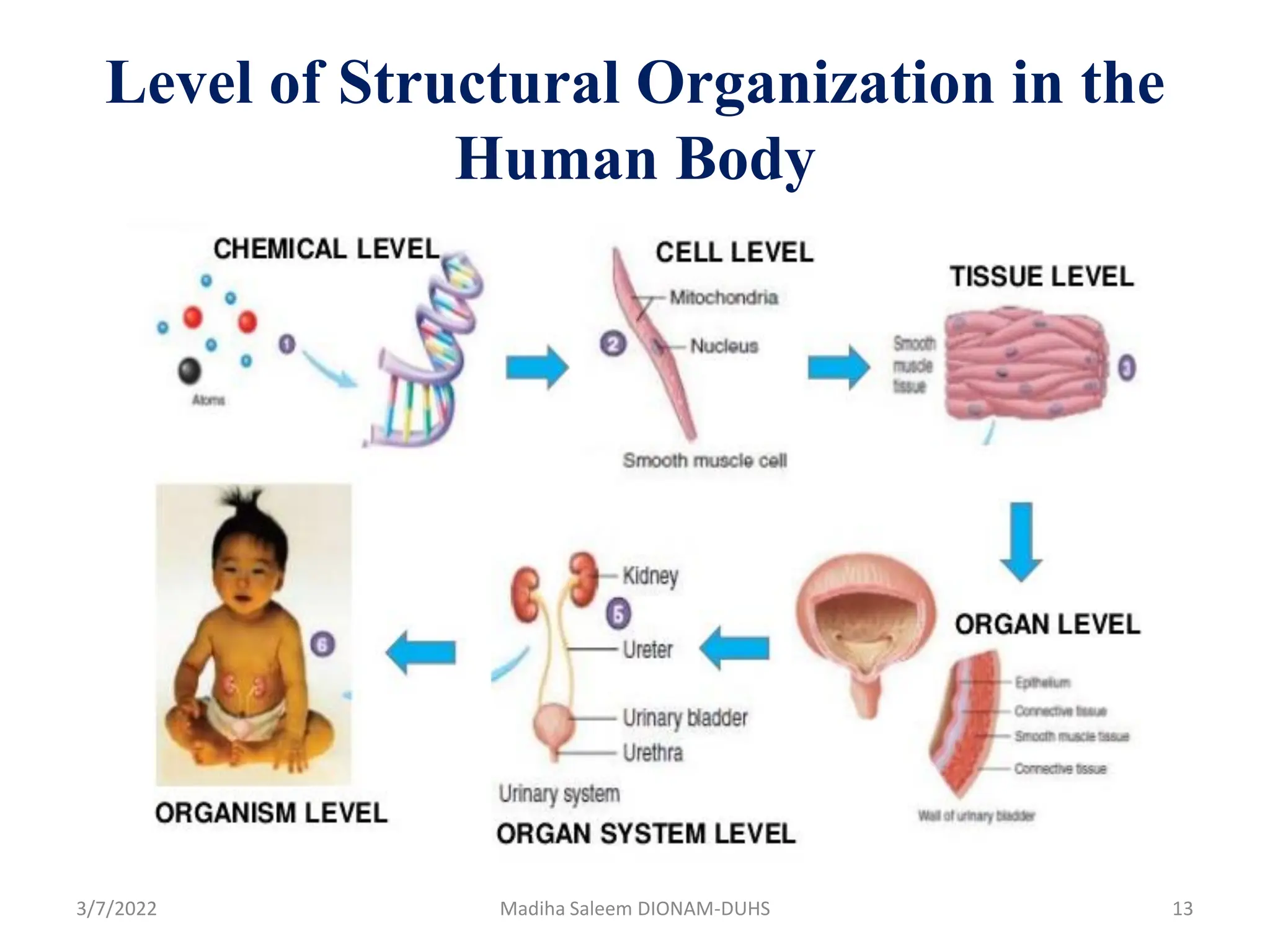 1,,,,,An Introduction to the human body.pdf