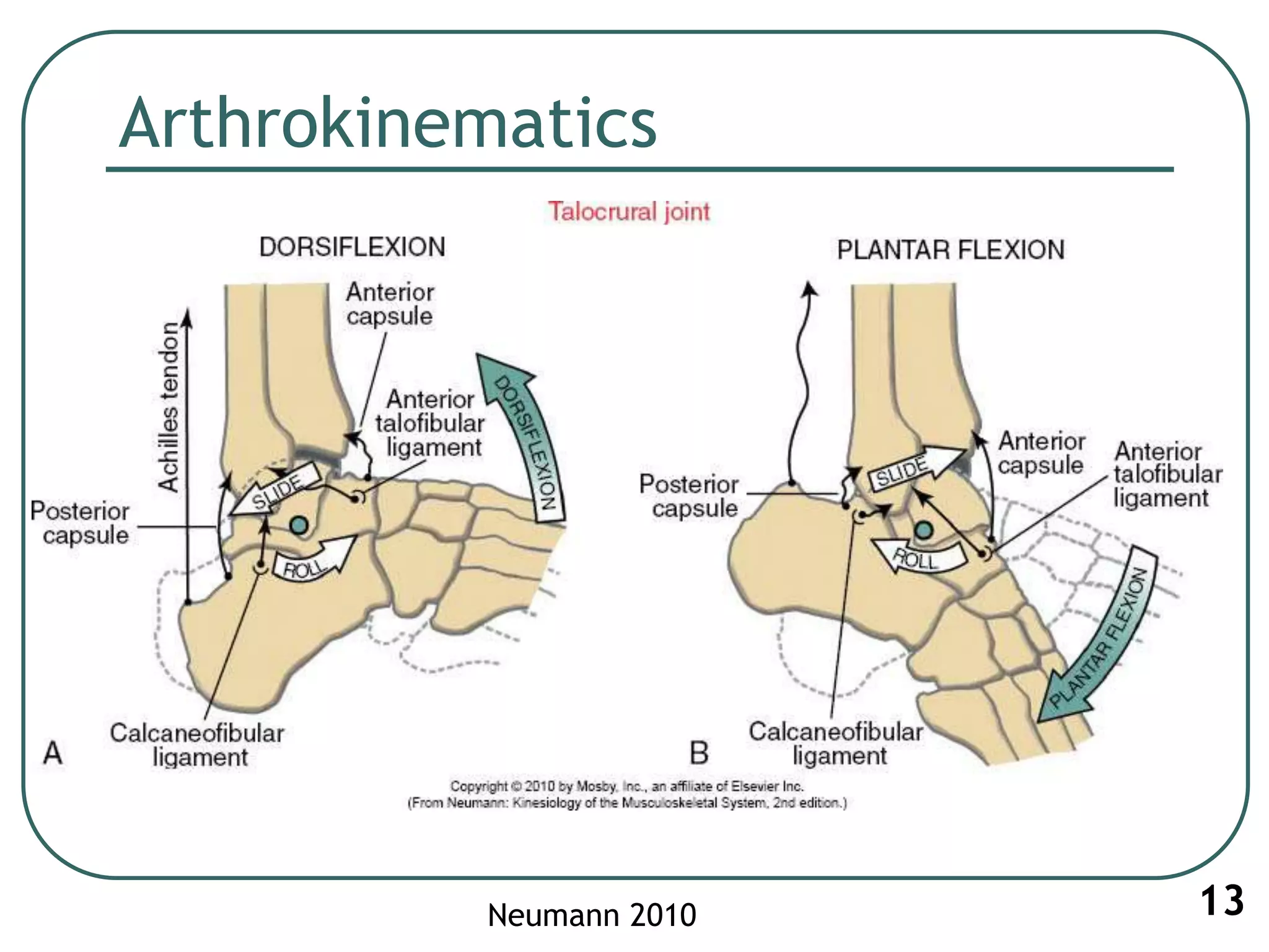 1. Biomechanics of ankle joint subtalar joint and foot