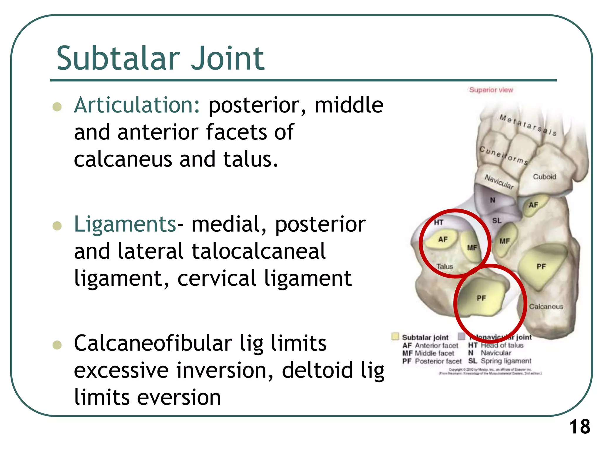 1. Biomechanics of ankle joint subtalar joint and foot