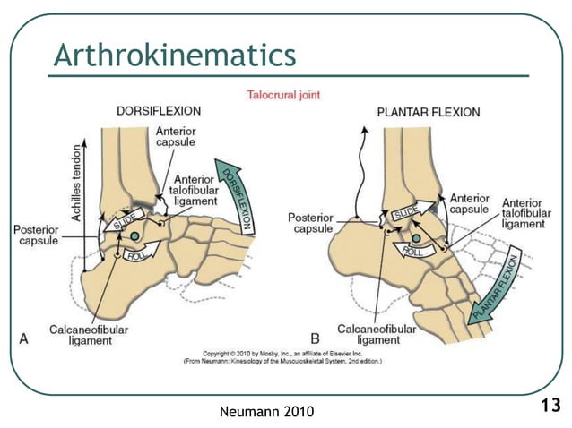 1. Biomechanics of ankle joint subtalar joint and foot | PPTX