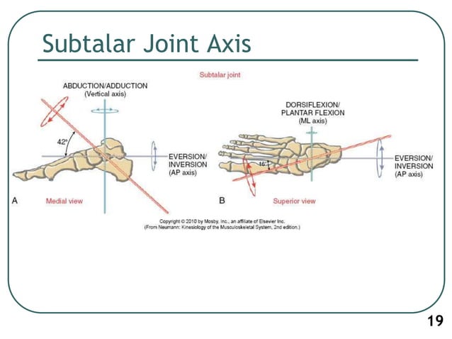 1. Biomechanics of ankle joint subtalar joint and foot | PPTX