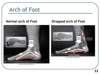 1. Biomechanics of ankle joint subtalar joint and foot | PPTX