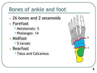 1. Biomechanics of ankle joint subtalar joint and foot | PPTX
