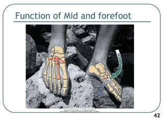1. Biomechanics of ankle joint subtalar joint and foot | PPTX