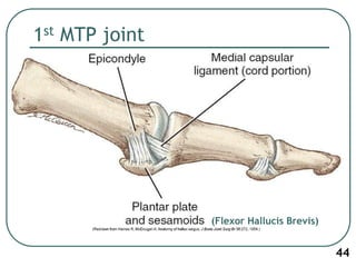 1. Biomechanics of ankle joint subtalar joint and foot | PPTX
