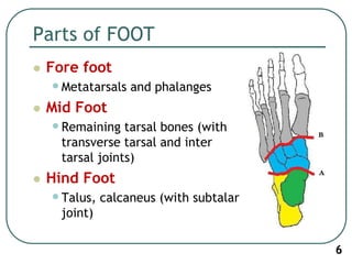 1. Biomechanics of ankle joint subtalar joint and foot | PPTX