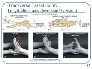 Subtalar Inversion Eversion