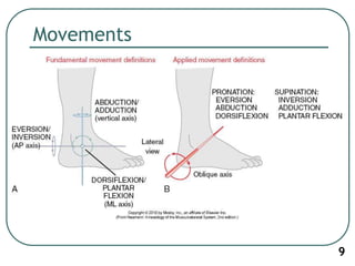 Subtalar Inversion Eversion