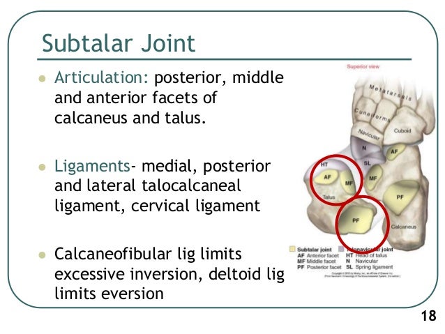 1. Biomechanics of ankle joint subtalar joint and foot