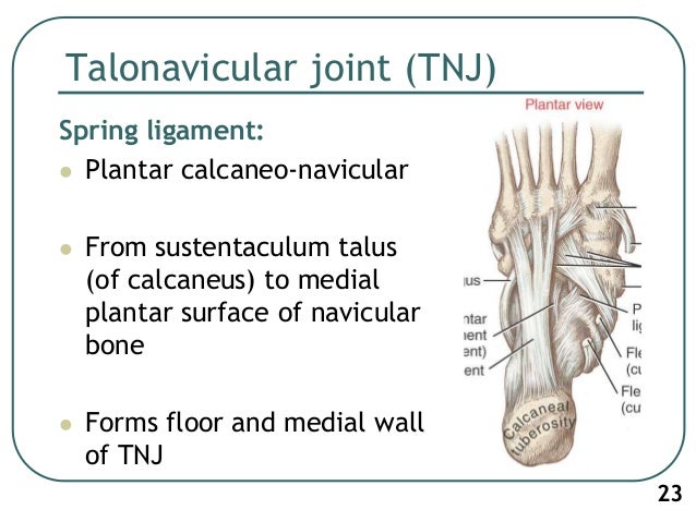 1. Biomechanics of ankle joint subtalar joint and foot