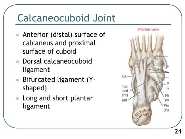 1. Biomechanics of ankle joint subtalar joint and foot