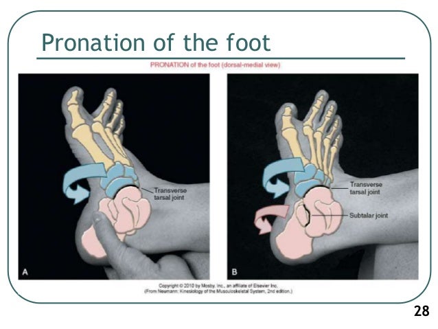 1. Biomechanics of ankle joint subtalar joint and foot