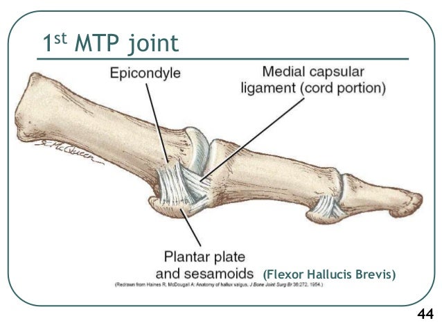 1. Biomechanics of ankle joint subtalar joint and foot
