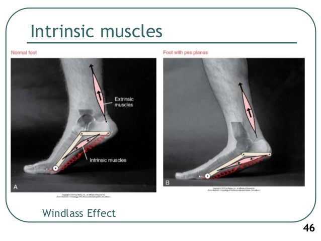 1. Biomechanics of ankle joint subtalar joint and foot