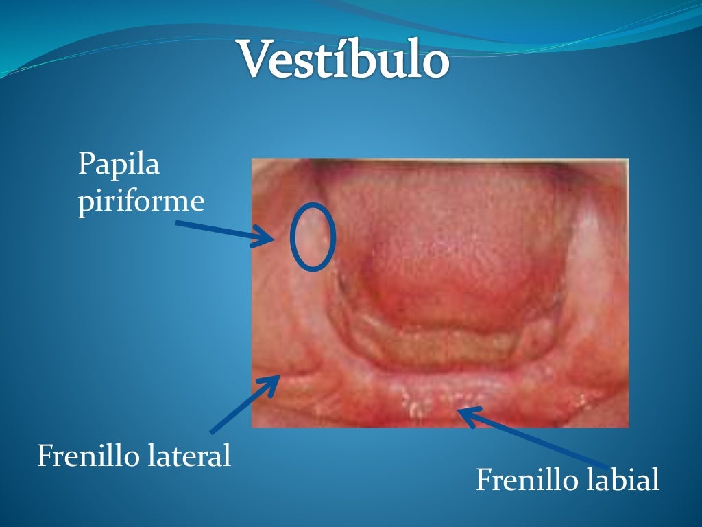 Análisis anatómico y fisiológico del paciente totalmente edéntulo