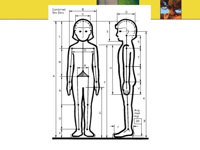 1 anthropometry