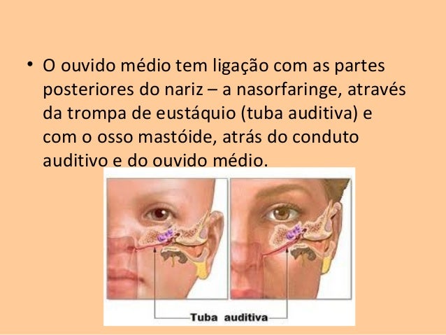 Anátomo fisiologia do ouvido