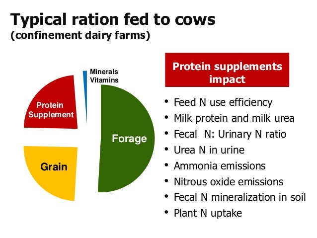 How much of the nitrogen contained in dairy ration components is part…