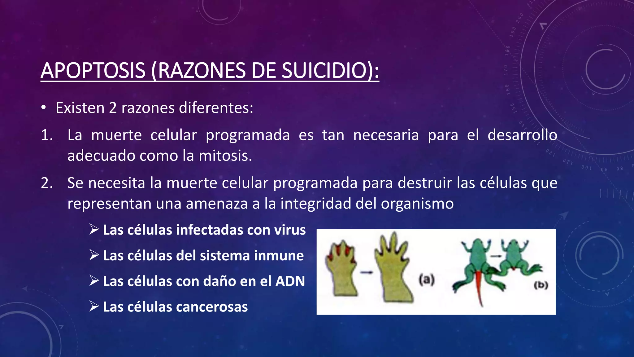 Apoptosis (muerte celular programada) | PPTX