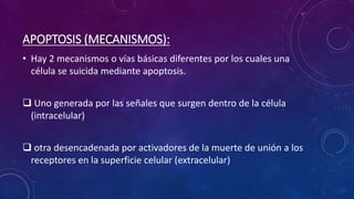 Apoptosis (muerte celular programada) | PPTX