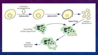 Apoptosis (muerte celular programada) | PPTX