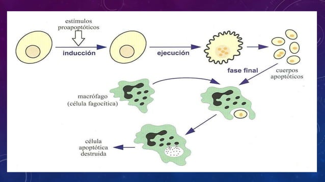 Apoptosis (muerte celular programada) | PPTX