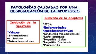 Apoptosis (muerte celular programada) | PPTX