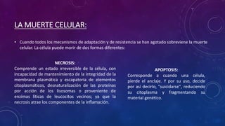Apoptosis (muerte celular programada) | PPTX