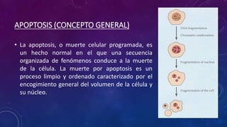 Apoptosis (muerte celular programada) | PPTX