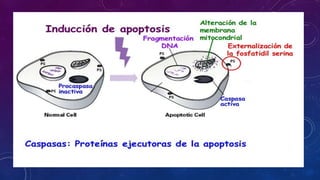 Apoptosis (muerte celular programada) | PPTX