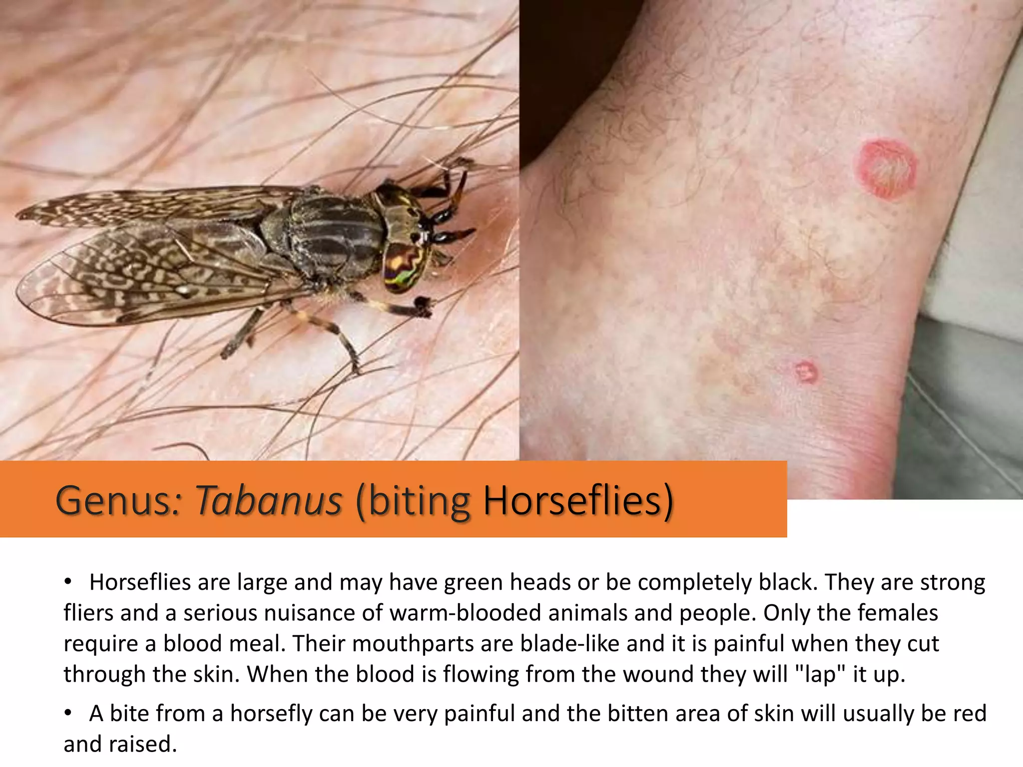 1 arthropod allergy.pptx