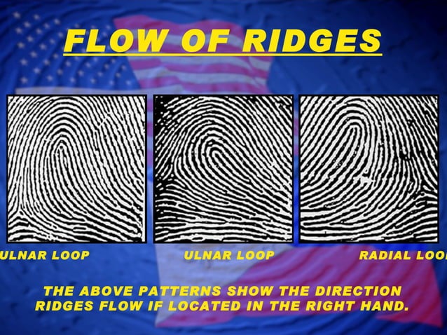 Fingerprint Classification- slide 1 | PPT | Science
