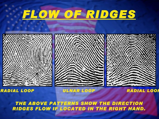 Fingerprint Classification- slide 1 | PPT | Science