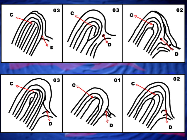 Fingerprint Classification- slide 1 | PPT | Science