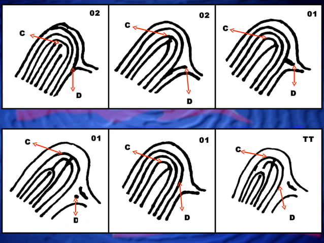 Fingerprint Classification Slide 1 Ppt