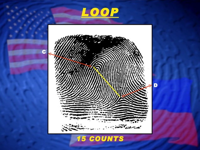 Fingerprint Classification- slide 1 | PPT | Science