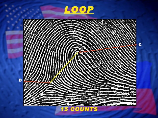 Fingerprint Classification- slide 1 | PPT | Science