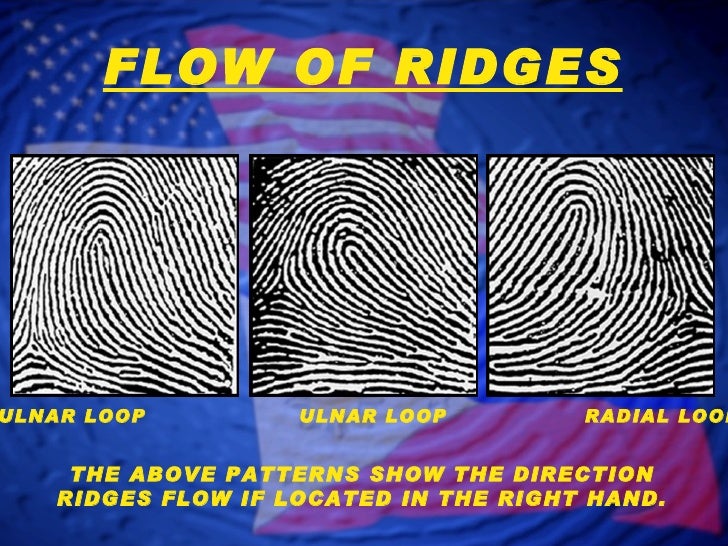 Ulnar Loop Fingerprint Definition