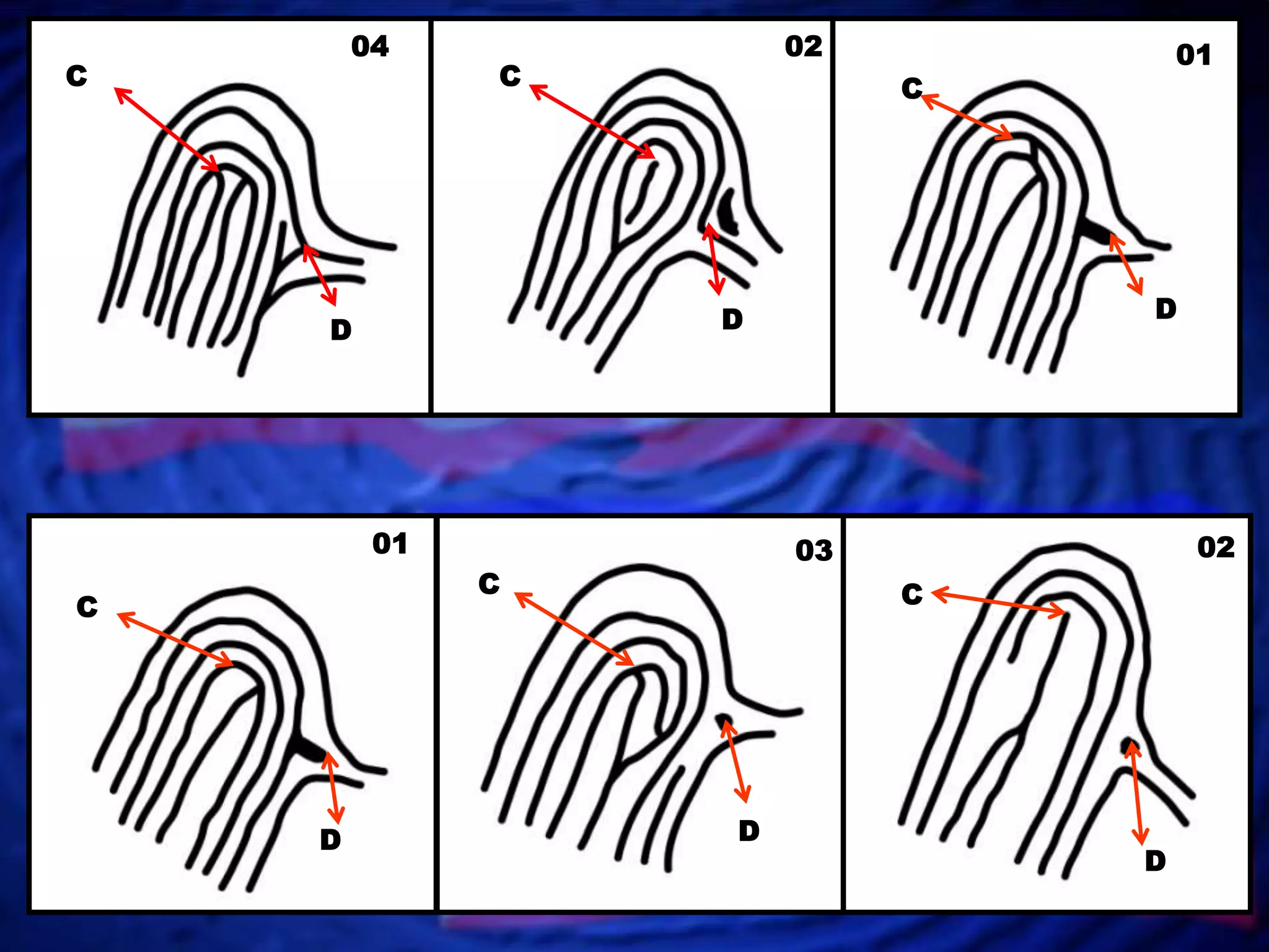Fingerprint Classification- Loop Patterns | PPTX