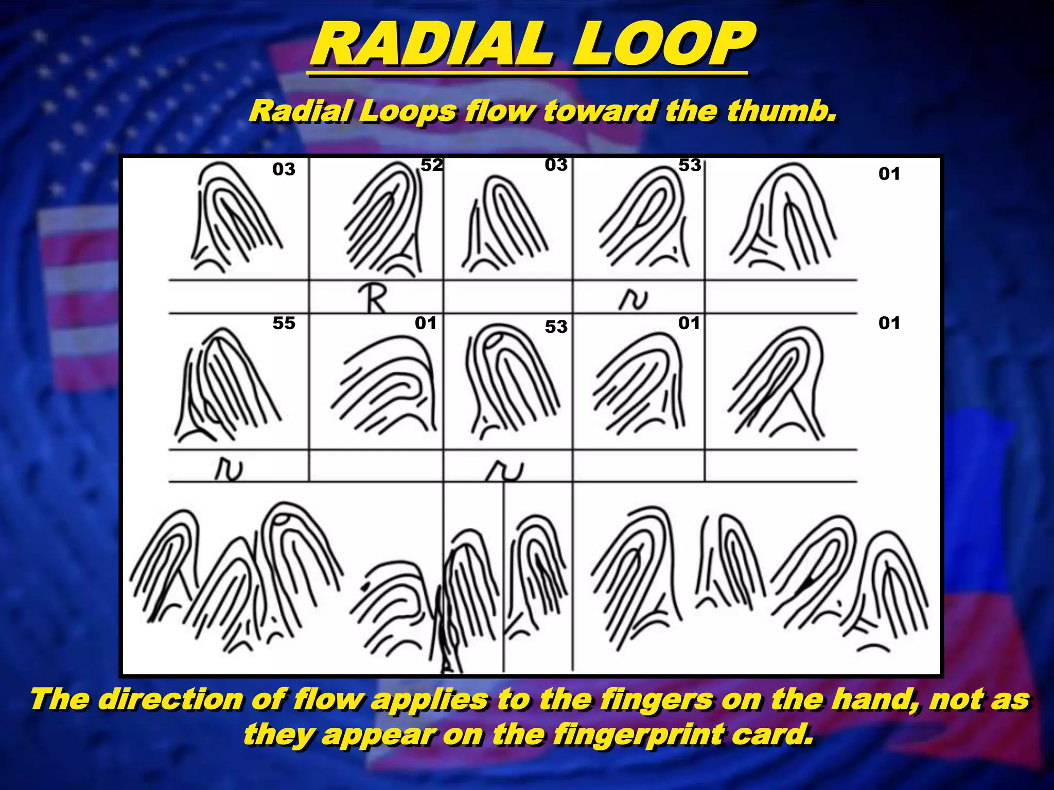 Fingerprint Classification- Loop Patterns | PPTX