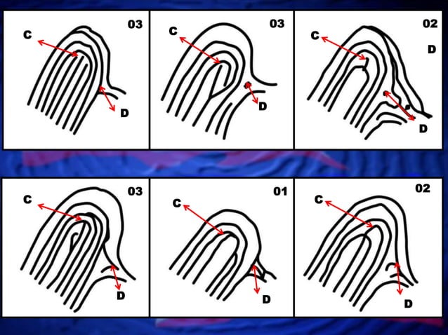 Fingerprint Classification- Loop Patterns | PPTX