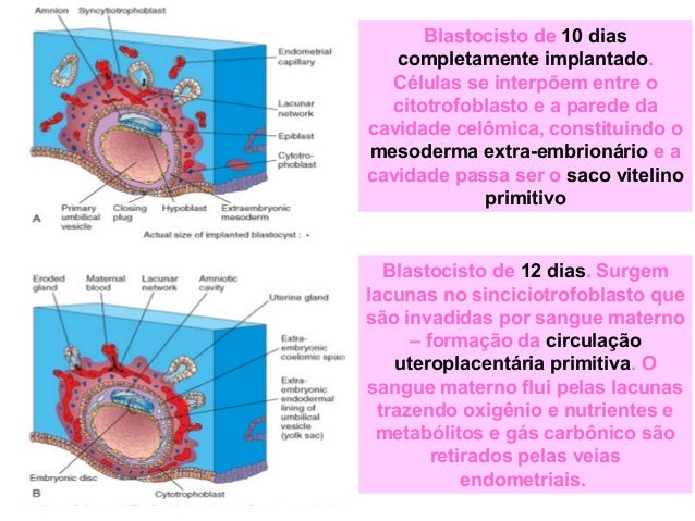 1 até 3ª semana do desenvolvimento embrionário aluno