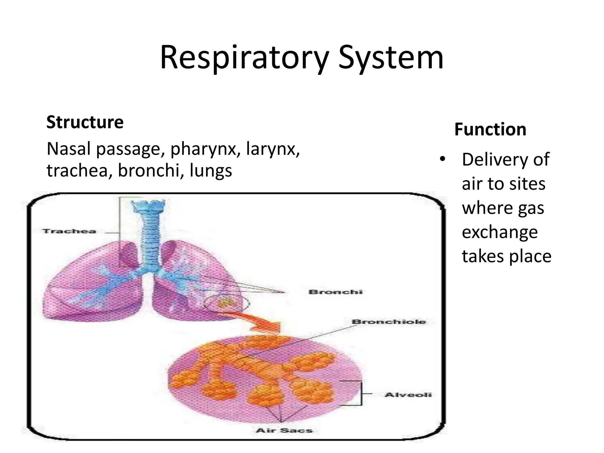 1 A The Human Body Introduction/Terminologies | PPT | Endocrine and ...