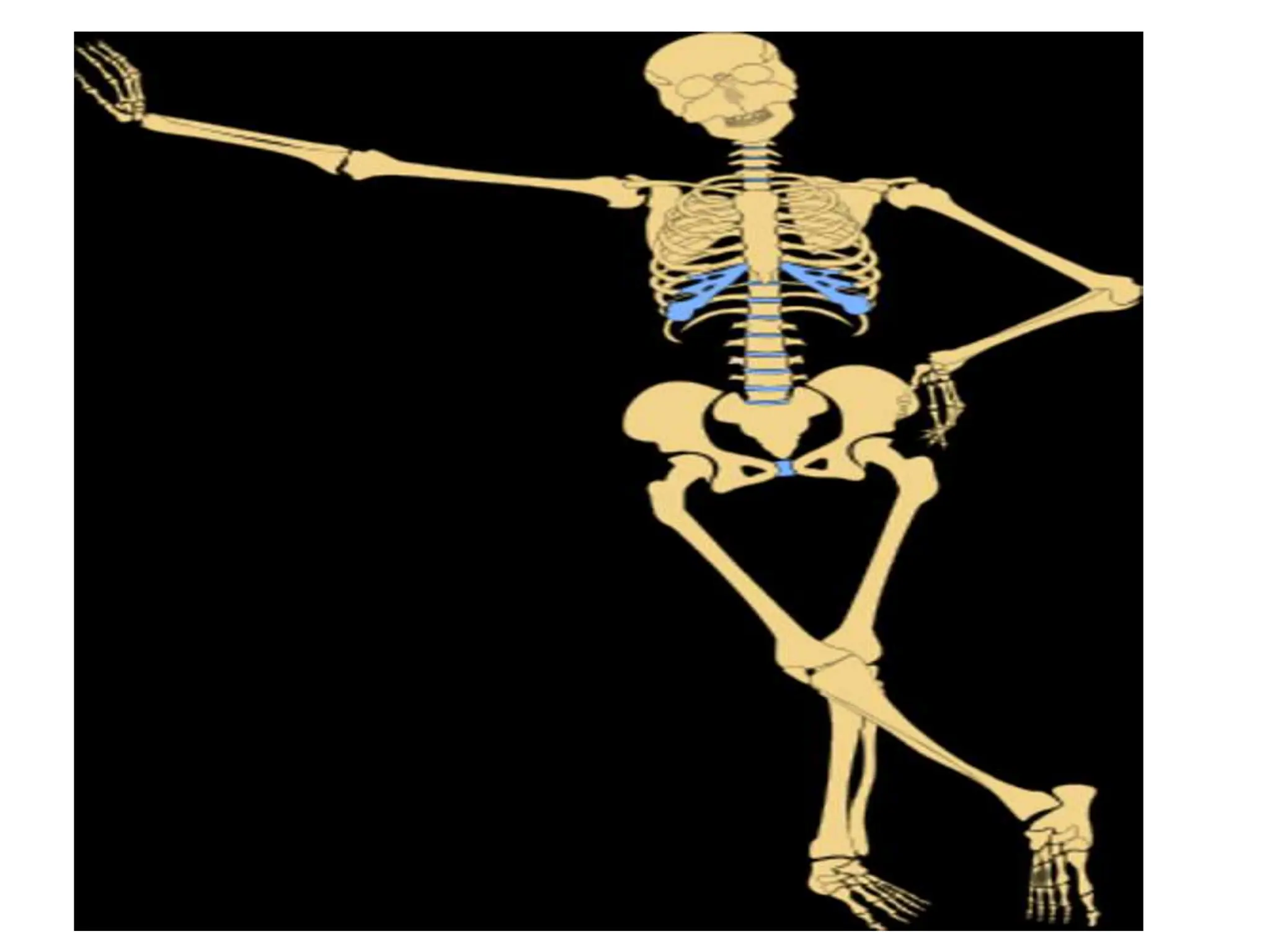 1 A The Human Body Introduction/Terminologies | PPT | Endocrine and ...