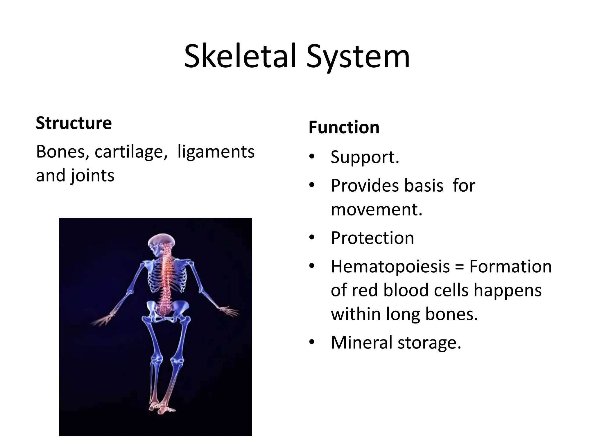1 A The Human Body Introduction/Terminologies | PPT | Endocrine and ...