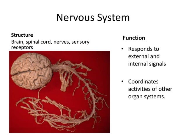 1 A The Human Body Introduction/Terminologies | PPT | Endocrine and ...